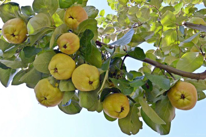 Ayva vitamin ve mineraller açısından zengin bir meyve - Yeniufuk Gazetesi